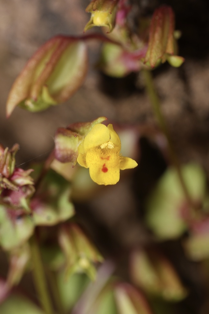 shy monkeyflower from Umatilla National Forest, Walla Walla, OR, US on ...