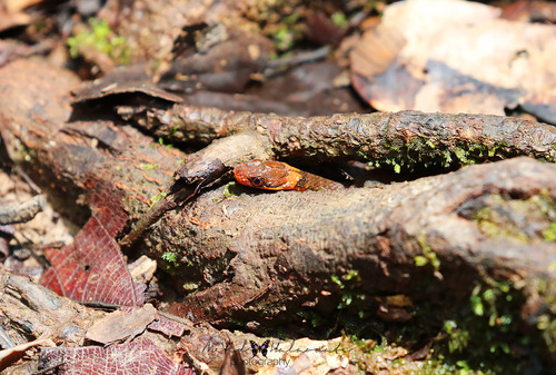 Painted keelback (Tropidonophis picturatus) - Snakes and Lizards