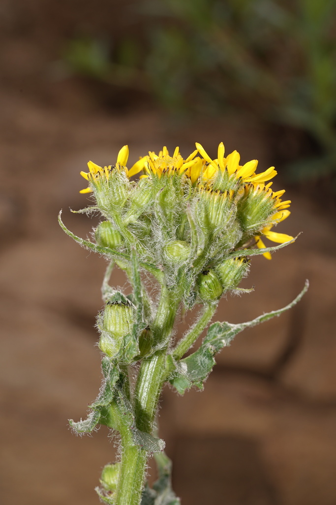 Tall western groundsel from Umatilla National Forest, Walla Walla, OR ...