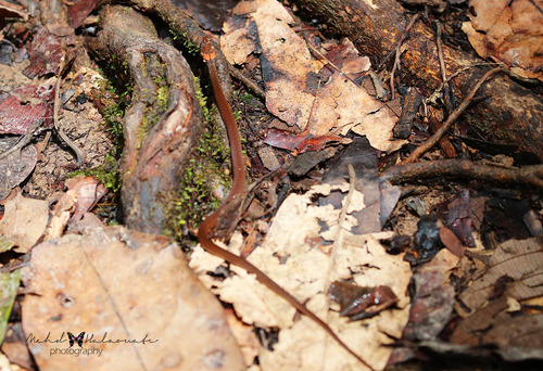 Painted keelback (Tropidonophis picturatus) - Snakes and Lizards