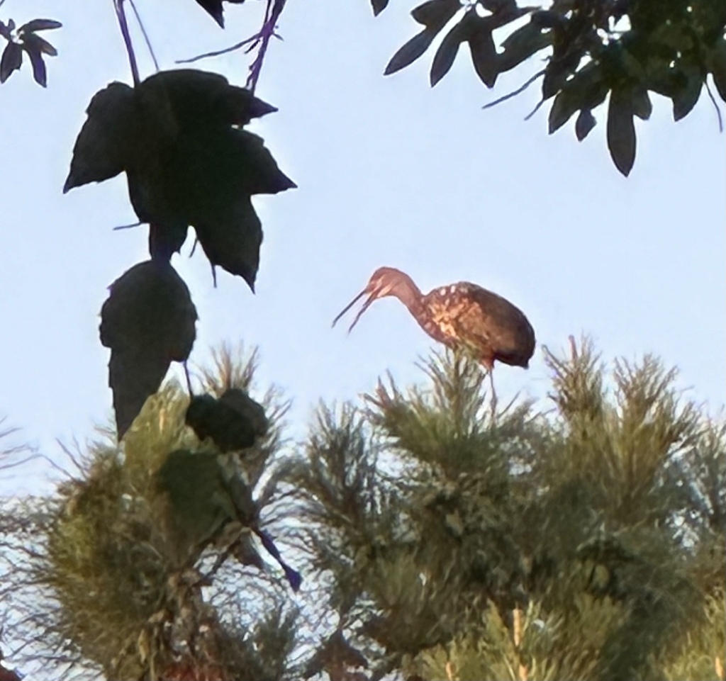Limpkin from Acadian Way, Myrtle Beach, SC, US on May 21, 2024 at 08:04 ...