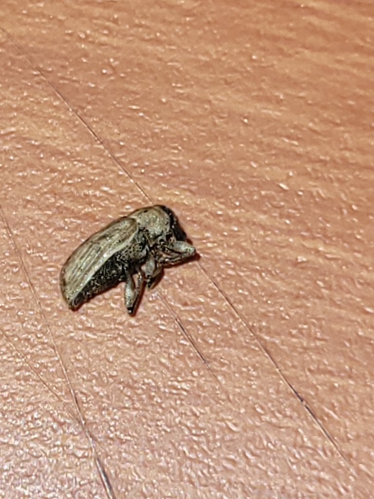 True Weevils from Johnson County, US-MO, US on May 21, 2024 at 07:37 PM ...