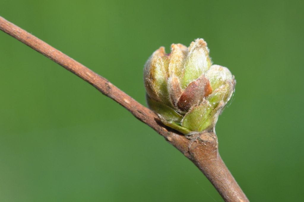 Filbert Bud Mite (London’s Animals) · iNaturalist