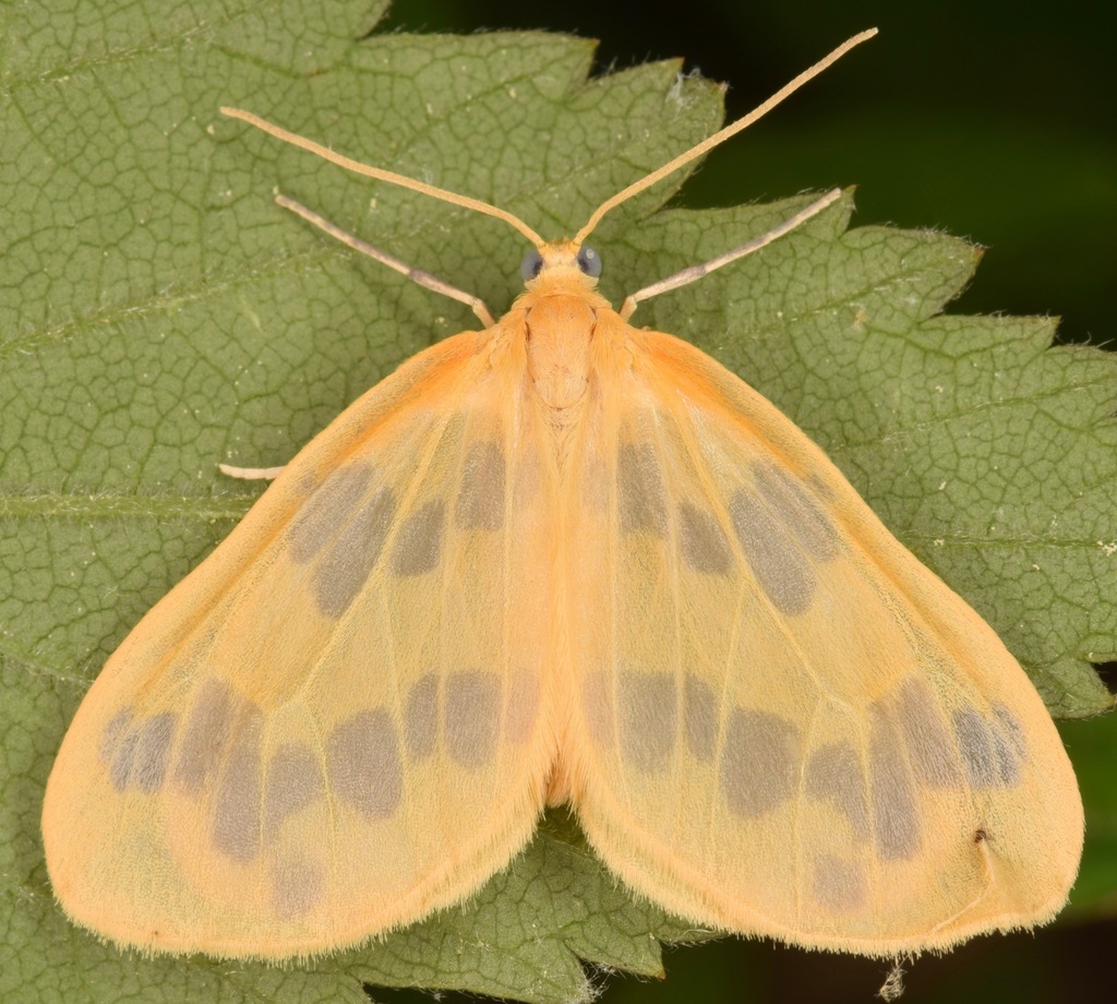 Beggar Moth (Moths of Georgia) · iNaturalist