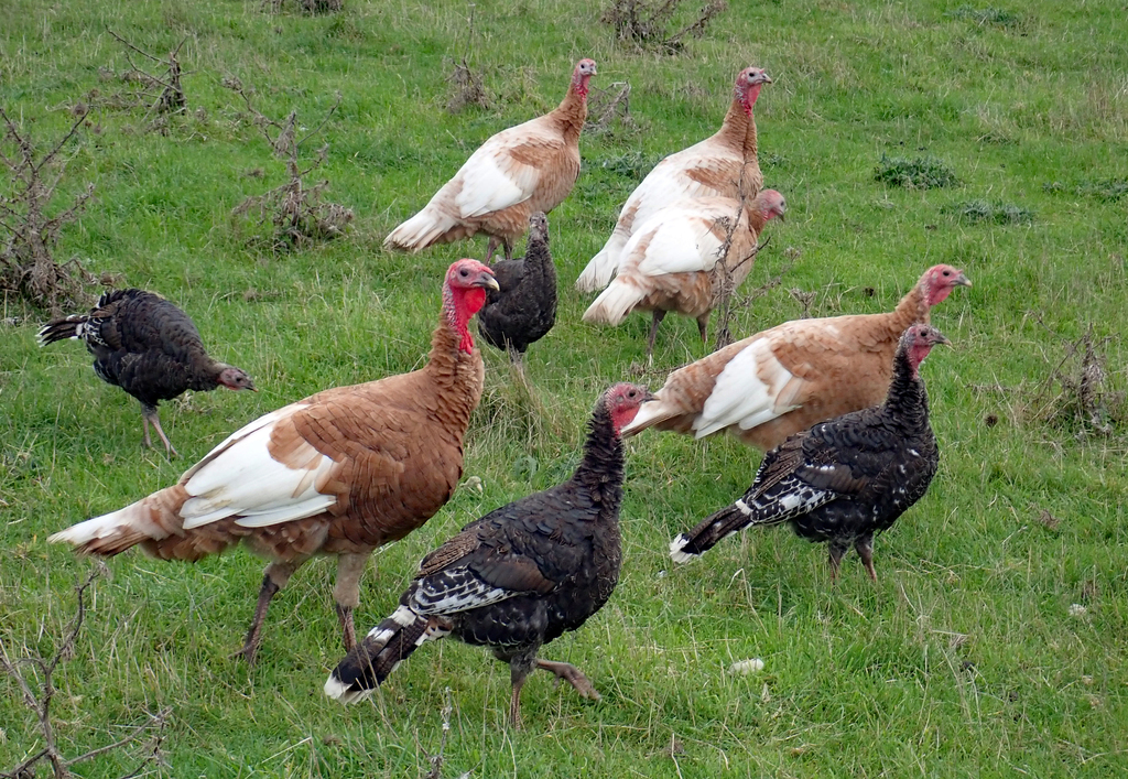 Domestic Turkey from Chatham Islands, Rekohu (Chatham Island), Waitangi ...