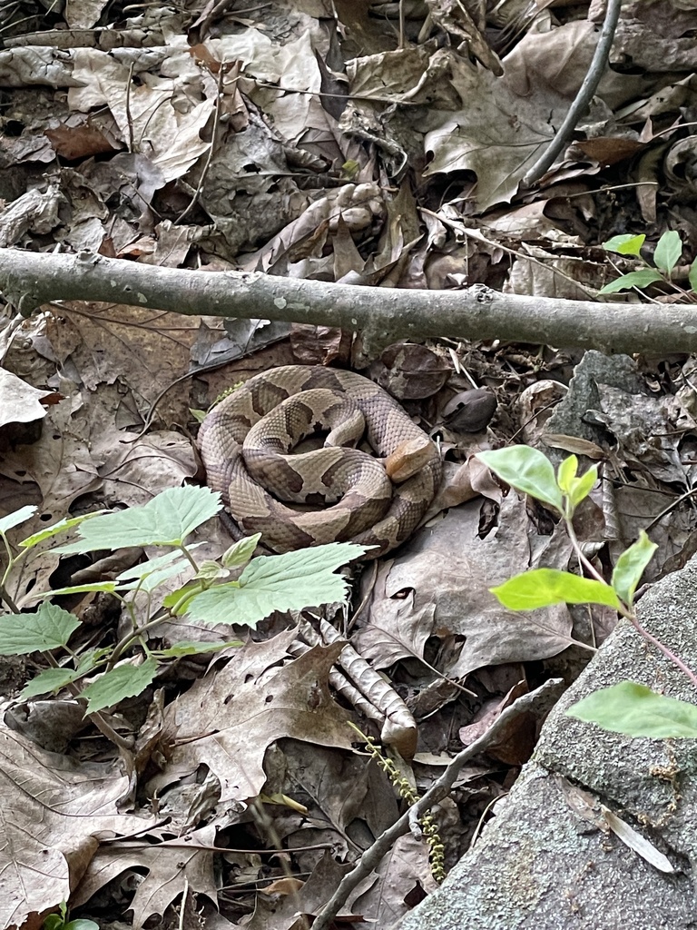 Eastern Copperhead from Merrymans Mill Lower Trail, Phoenix, MD, US on ...