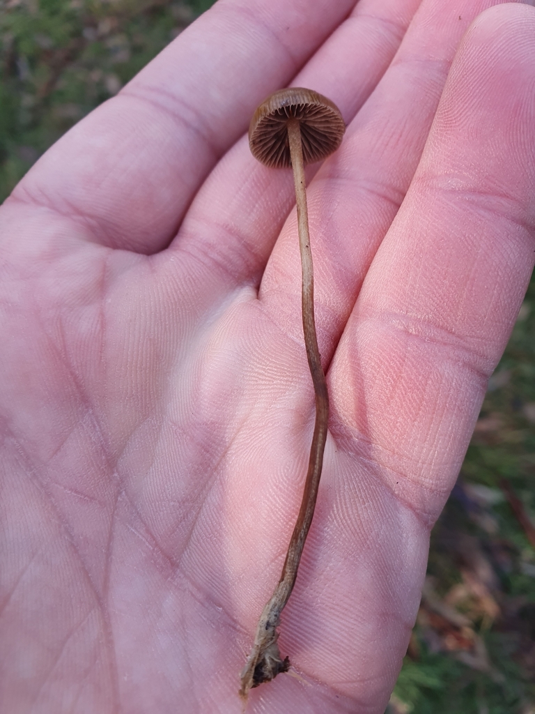 Psilocybe alutacea from Lysterfield VIC 3156, Australia on May 22, 2024 ...