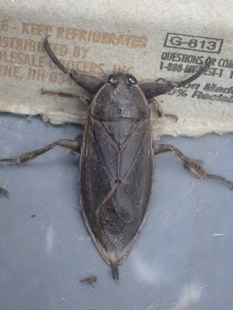 American Giant Water Bug from Hardwick, MA, USA on May 21, 2024 at 05: ...
