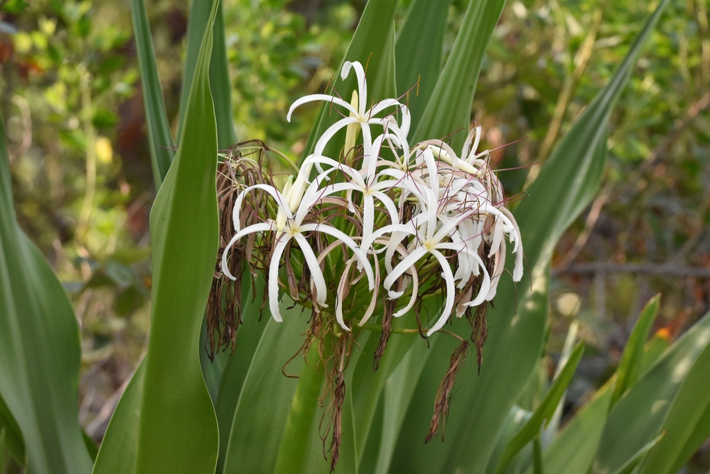 Tree Crinum from Anne Kolb Nature Center, 751 Sheridan St, Hollywood ...