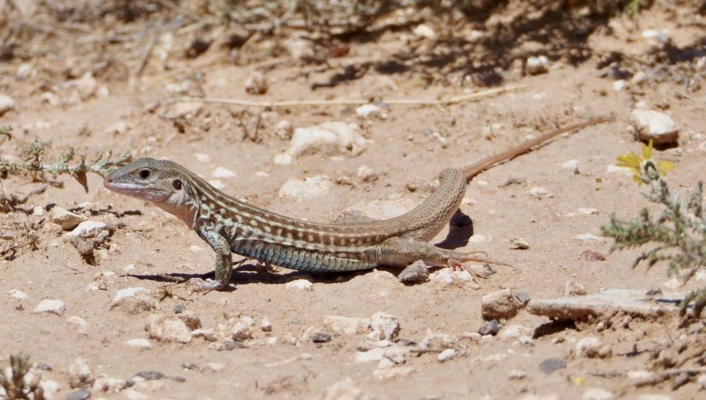 Common Spotted Whiptail in May 2024 by bobnieman · iNaturalist