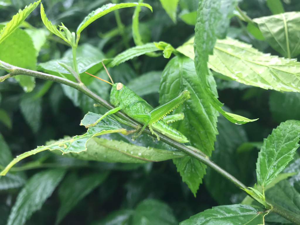 Melicodes tenebrosa from Luzon, Laur, Nueva Ecija, PH on September 12 ...
