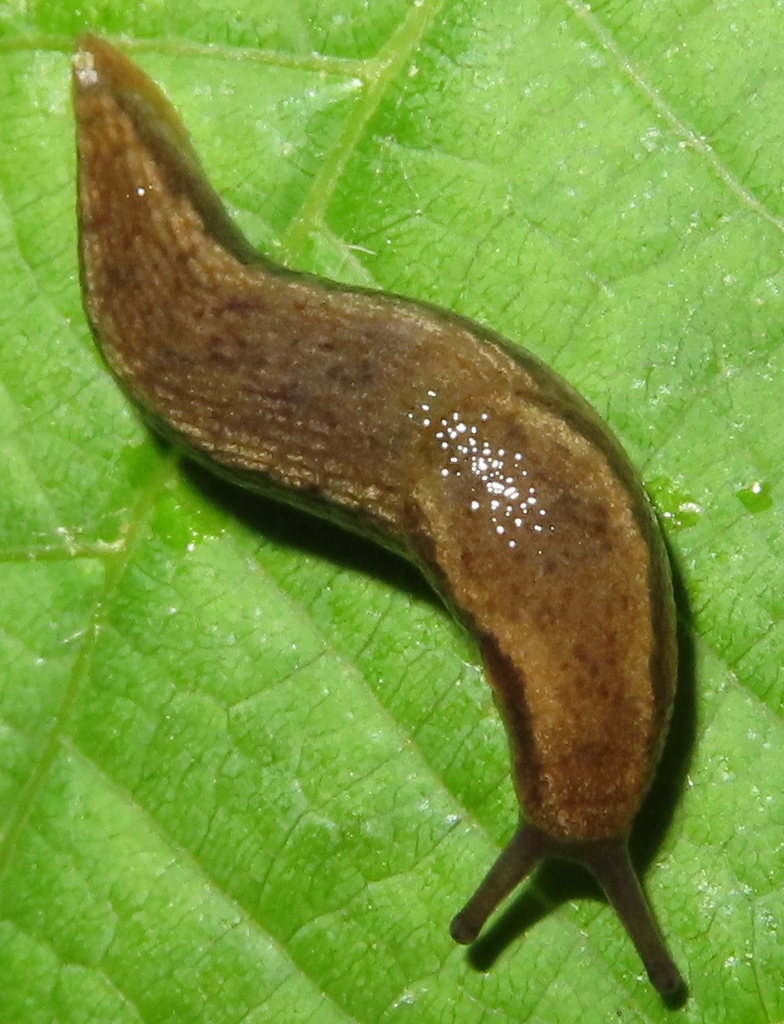 Dusky Slugs from Ontario County, NY, USA on May 18, 2024 at 10:15 AM by ...