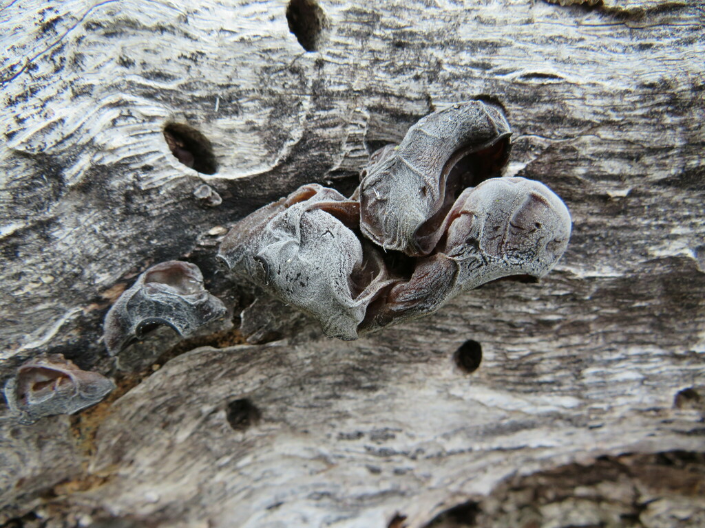 Jelly Tree Ear from Pima County, AZ, USA on March 26, 2024 at 10:41 AM ...