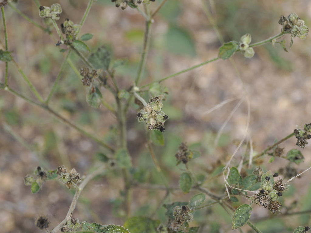 flannel weed from Burbank QLD 4156, Australia on May 22, 2024 at 08:19 ...