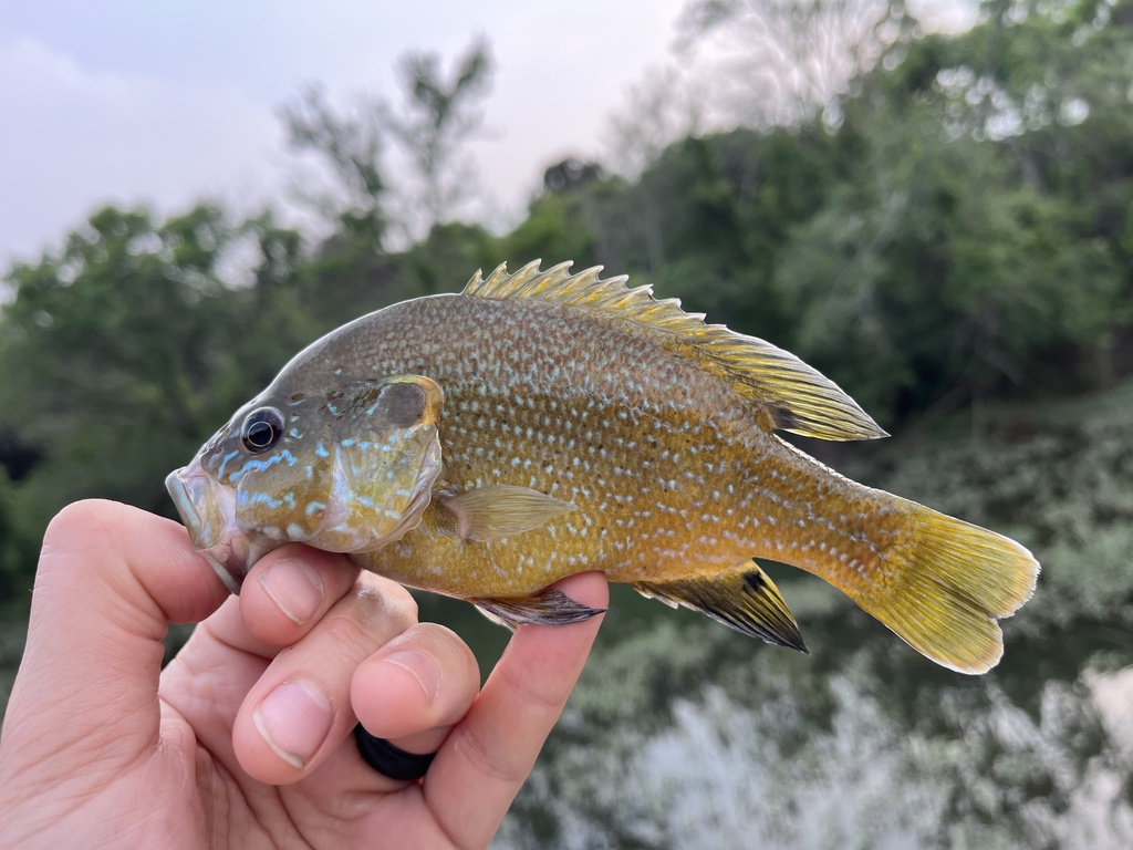 Green Sunfish from Fifth St, Crawford, TX, US on May 21, 2024 at 06:25 ...