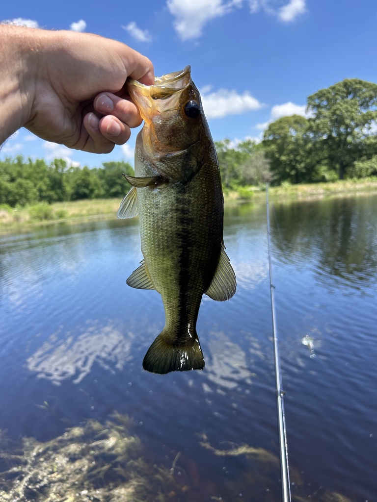 Largemouth Bass in May 2024 by Cole Tiemann · iNaturalist