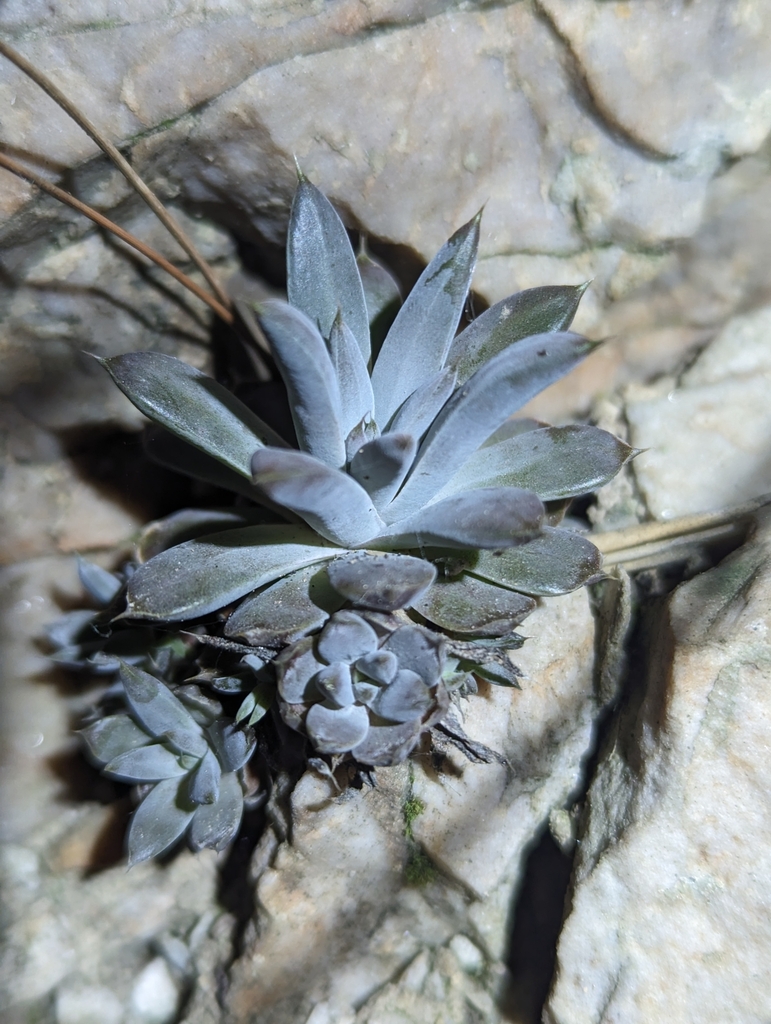 rock pine from 中国江苏省南京市江宁区32C6+VWH 邮政编码: 211133 on May 20, 2024 at 09: ...