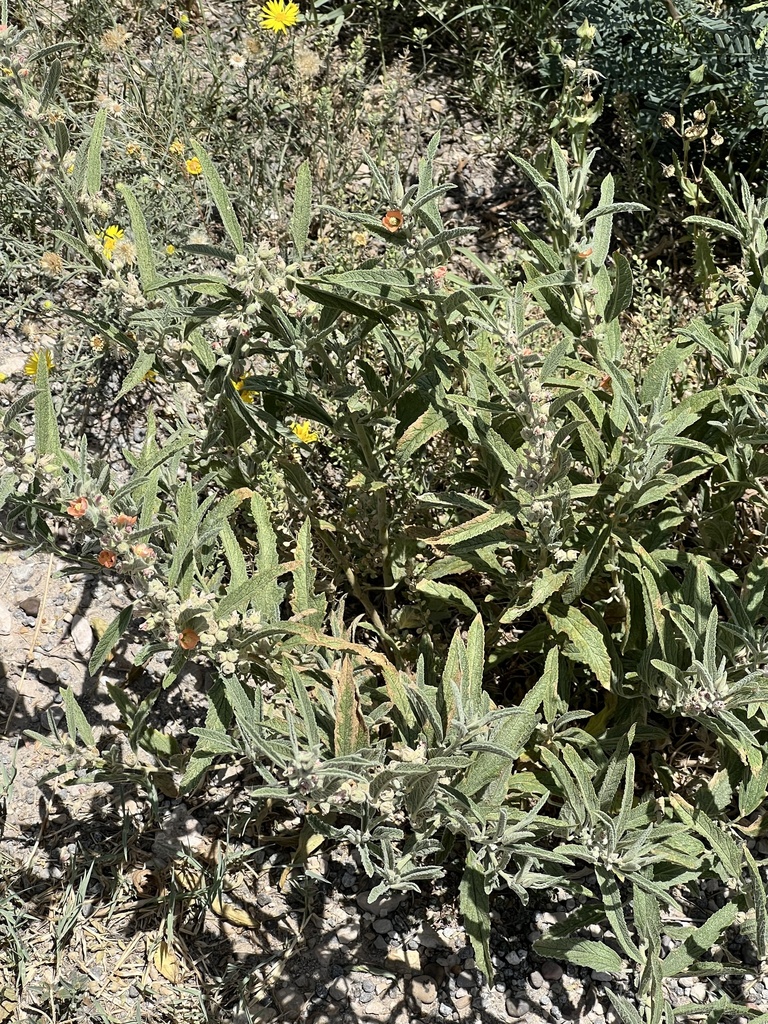 narrowleaf globemallow from FM-11, Girvin, TX, US on May 21, 2024 at 01 ...