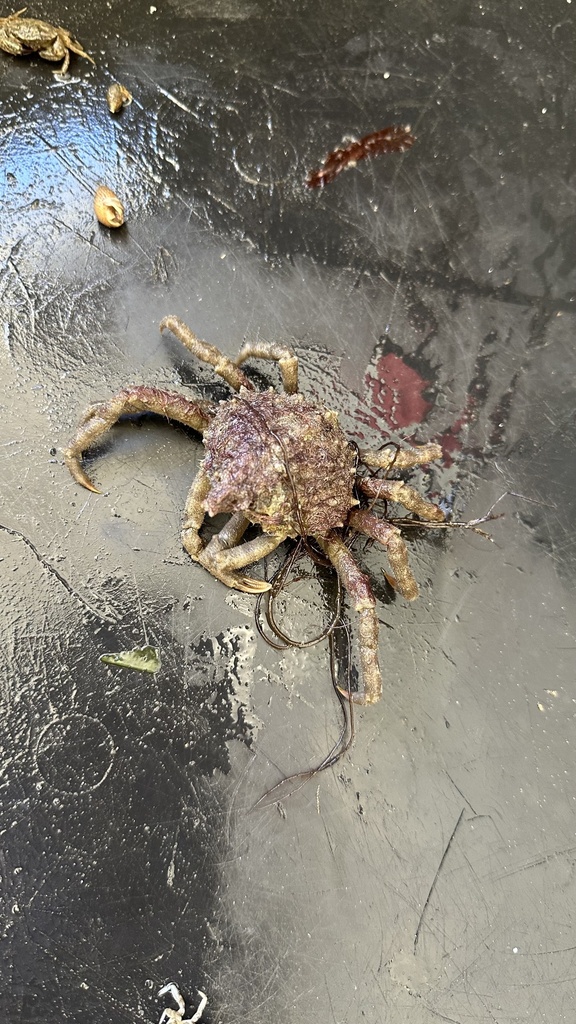 Portly Spider Crab from Queen Sound Channel, VA, US on May 21, 2024 at ...