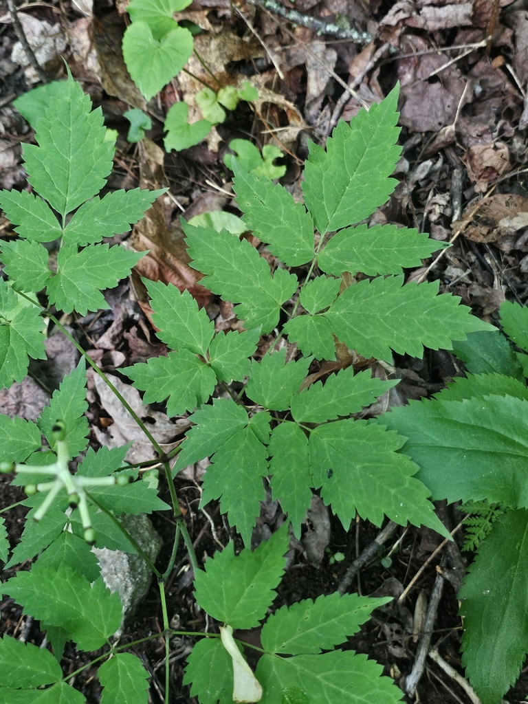 white baneberry from Flag Pond, TN 37657, USA on May 21, 2024 at 06:54 ...