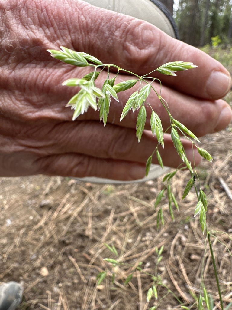 Wheeler's Bluegrass (Poa wheeleri) - Botanical Realm