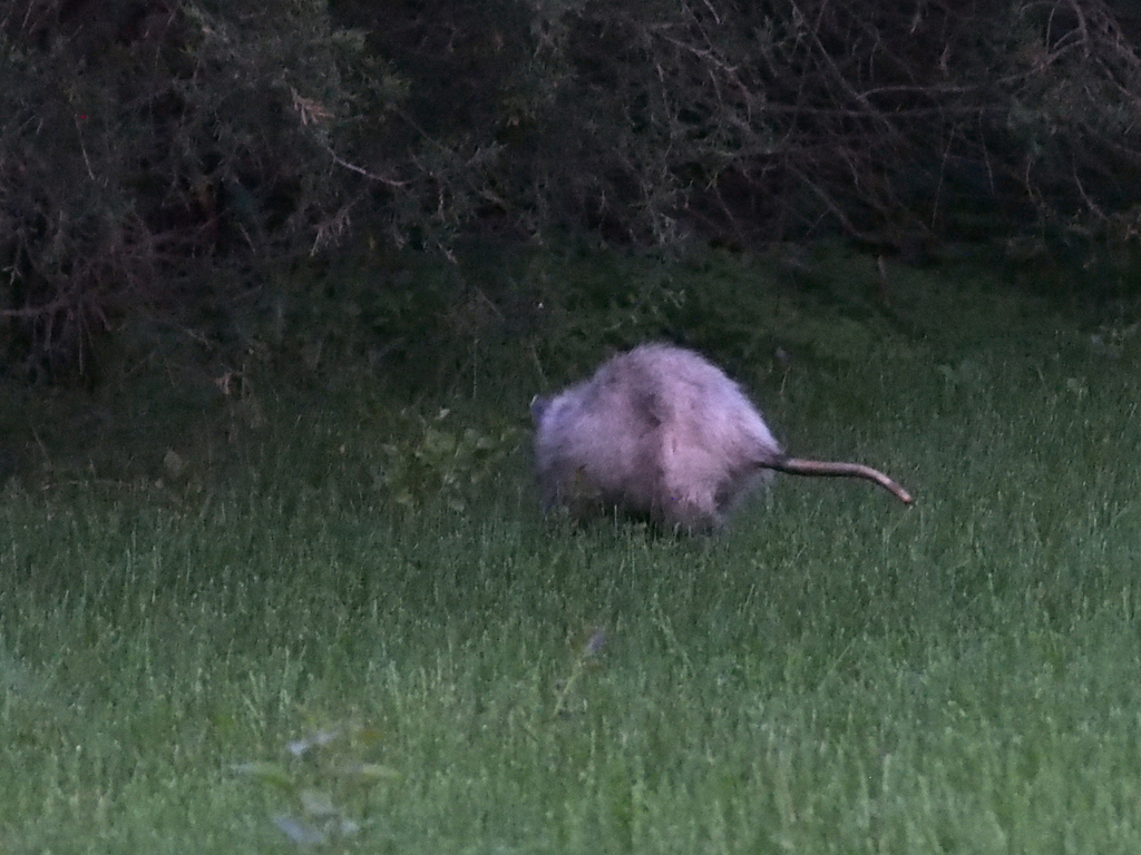Virginia Opossum from Lake Wallaby Nature Trail, Livingston County, MI ...