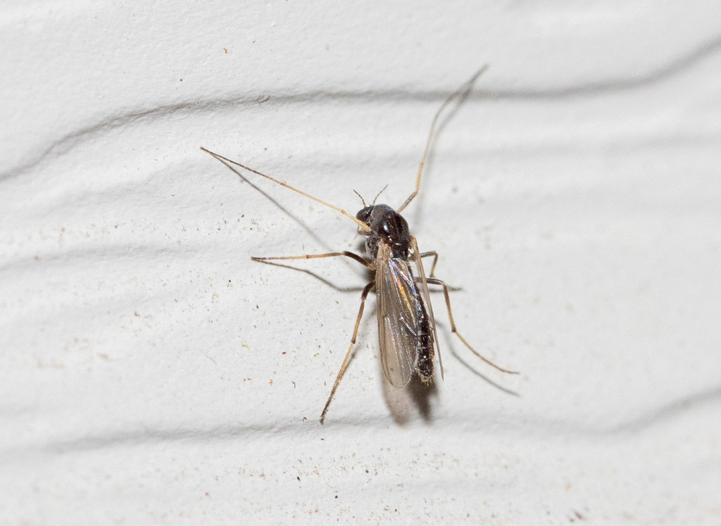 Non-biting Midges from Centerville, OH, USA on May 21, 2024 at 10:09 AM ...