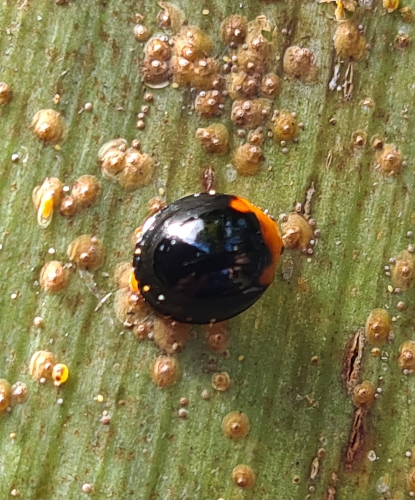 Chilocorus malasiae from Tewantin QLD 4565, Australia on May 21, 2024 ...