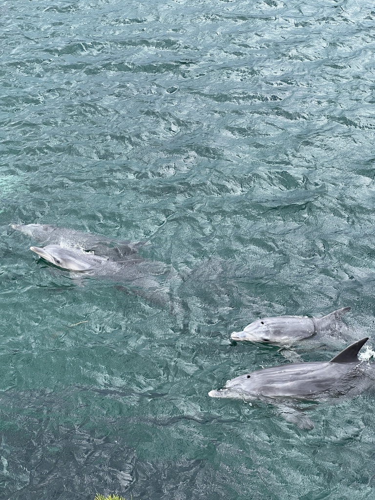 Bottlenose Dolphins in May 2023 by lizzyfieldfinds. Pod of dolphins ...