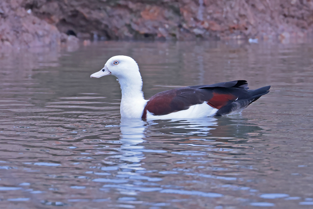 Radjah Shelduck from Brisbane QLD, Australia on May 22, 2024 at 09:35 ...