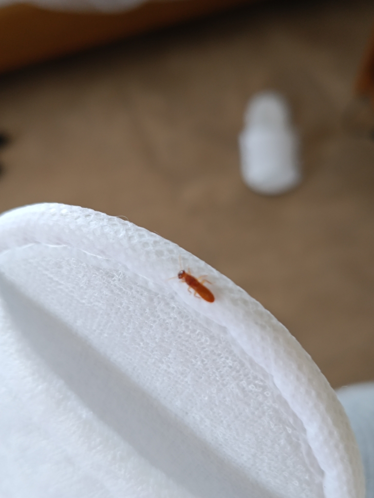 Termites from 337-250 Fukai, Ishigaki, Okinawa 907-0451, Japan on May ...