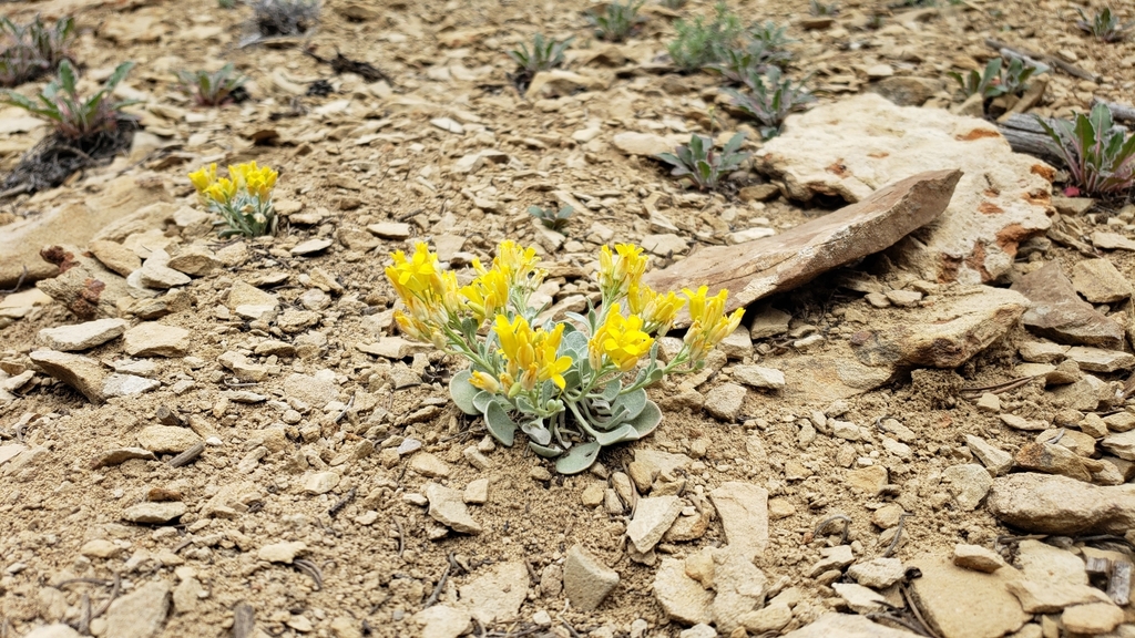 Double Bladderpod from Rifle, CO 81650, USA on May 20, 2024 at 01:28 PM ...
