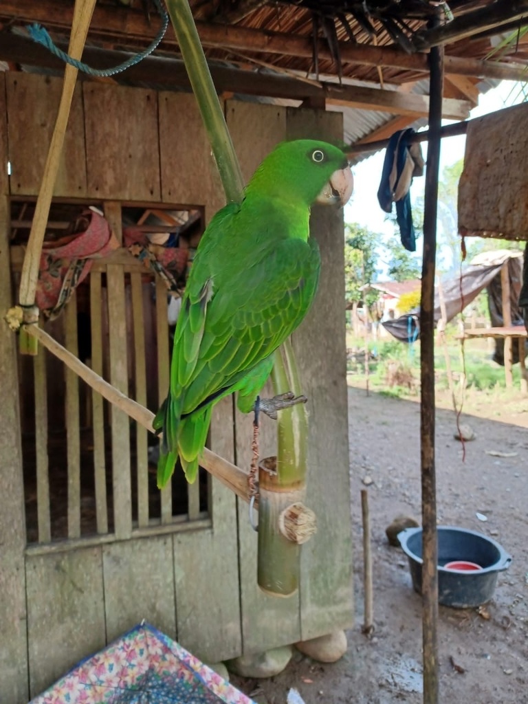 Large-billed Parrots (Tanygnathus) - Avian Discovery
