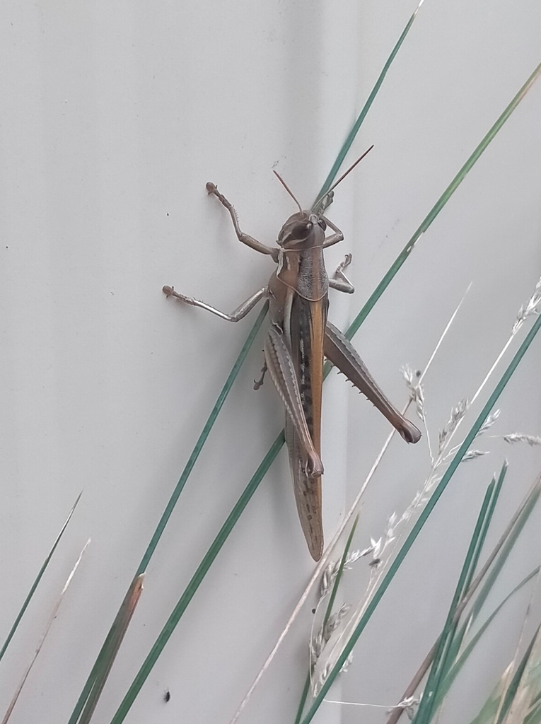 Spur-throated Locust in May 2024 by mugley. Locust · iNaturalist
