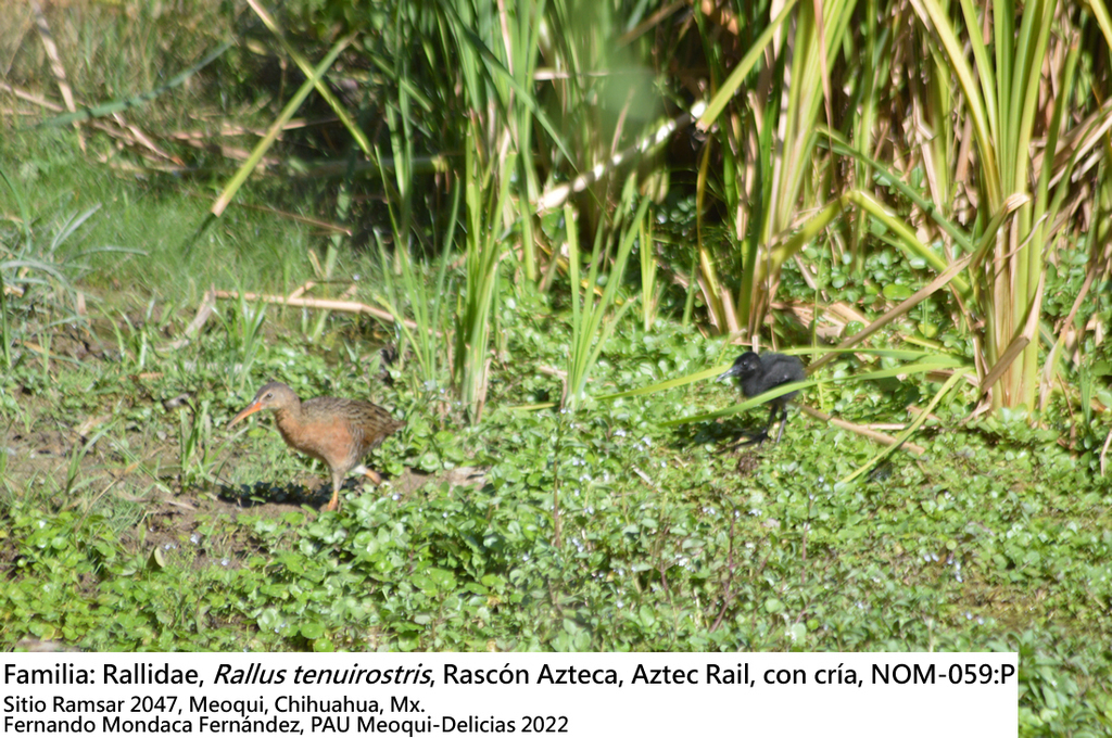 Aztec Rail from Meoqui on July 3, 2022 by Fernando Mondaca Fernandez · iNaturalist