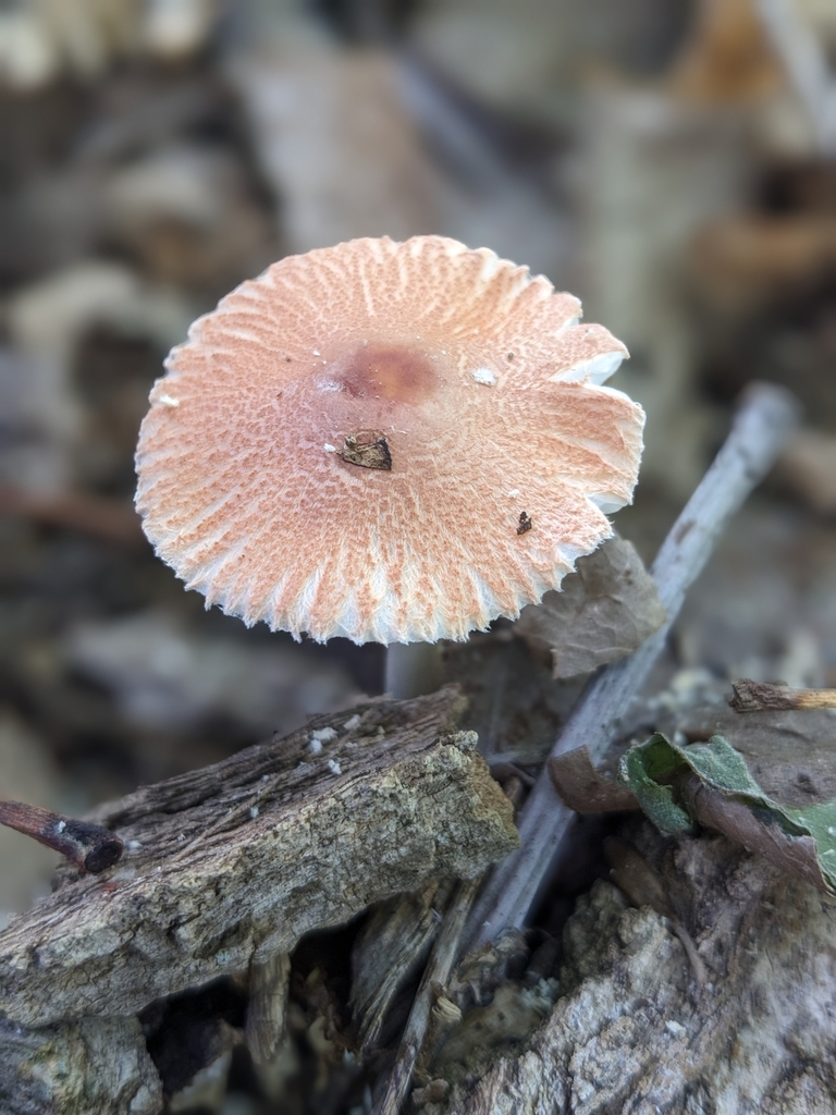 ruby dapperling from Edgar Springs, MO 65462, USA on May 21, 2024 at 09 ...