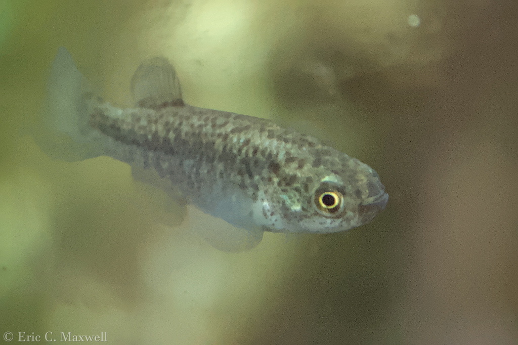 Pahrump Poolfish in January 2014 by Eric C. Maxwell · iNaturalist