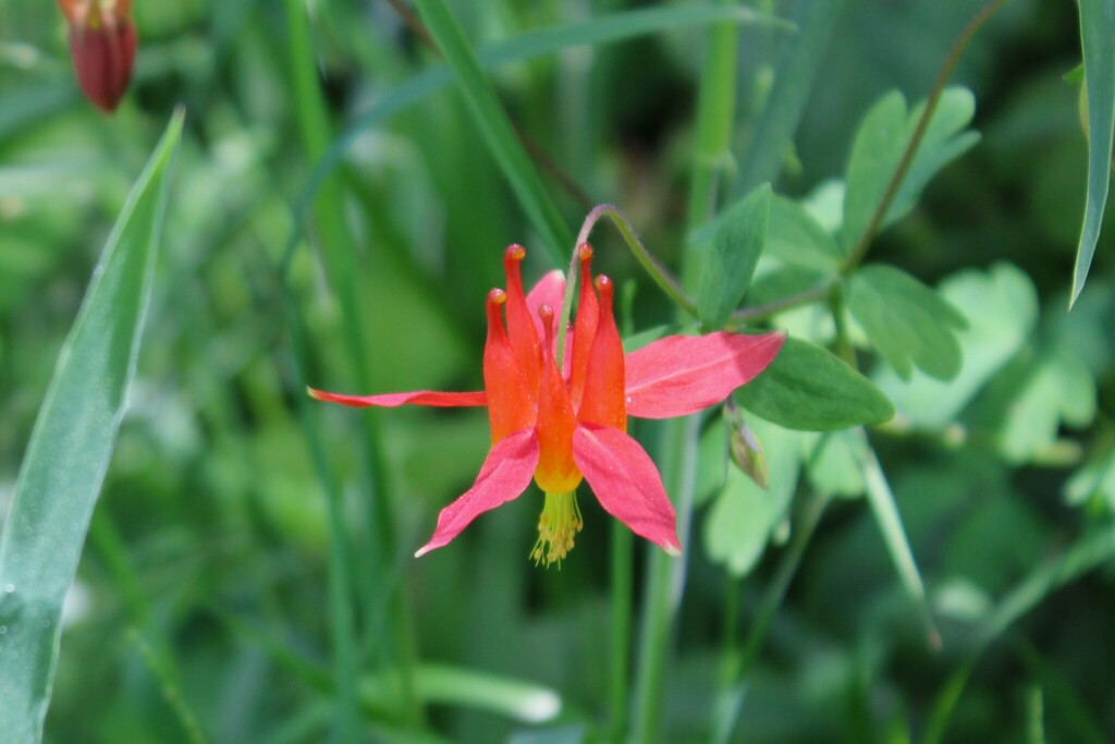 western columbine from Bayview Trail, California, USA on May 20, 2024 ...