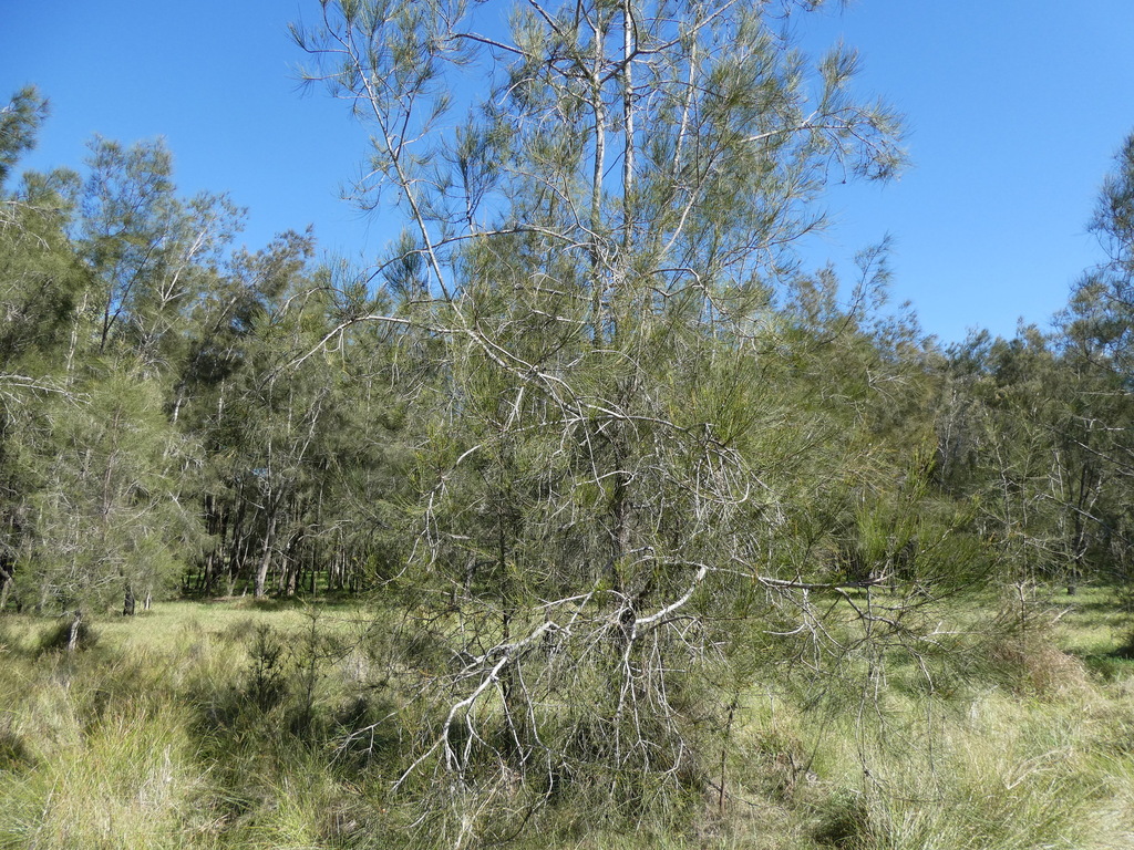 Swamp sheoak from Brisbane QLD, Australia on May 14, 2024 at 11:27 AM ...