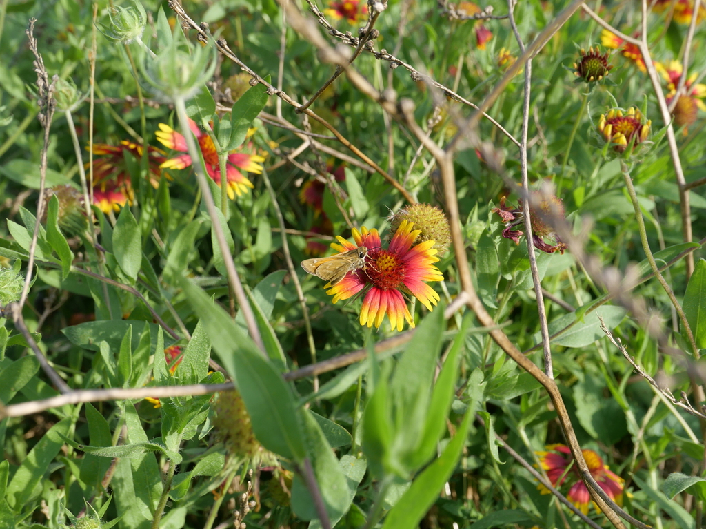 Huron Sachem from High Pointe Subdivision, Austin, TX 78753, USA on May ...