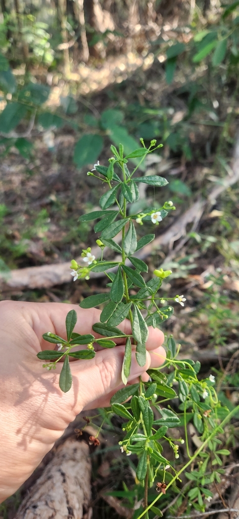 Zieria exsul from Caloundra West QLD 4551, Australia on May 22, 2024 at ...