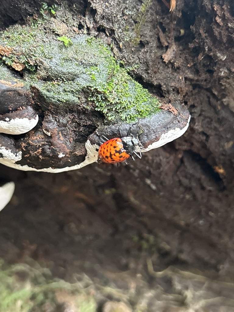 Erotylina leoparda from Parque Nacional Volcán Tenorio, CR-AL-GU, CR-AL ...