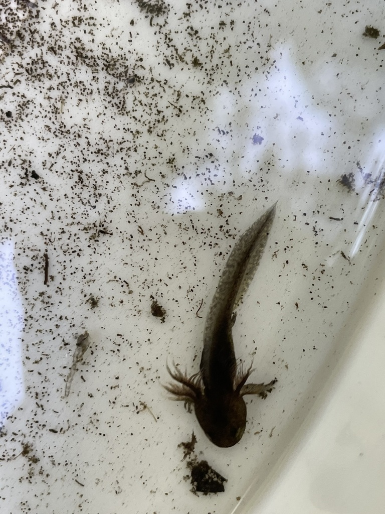 Long-toed Salamander from Lewis Creek Park, Bellevue, WA, USA on May 19 ...