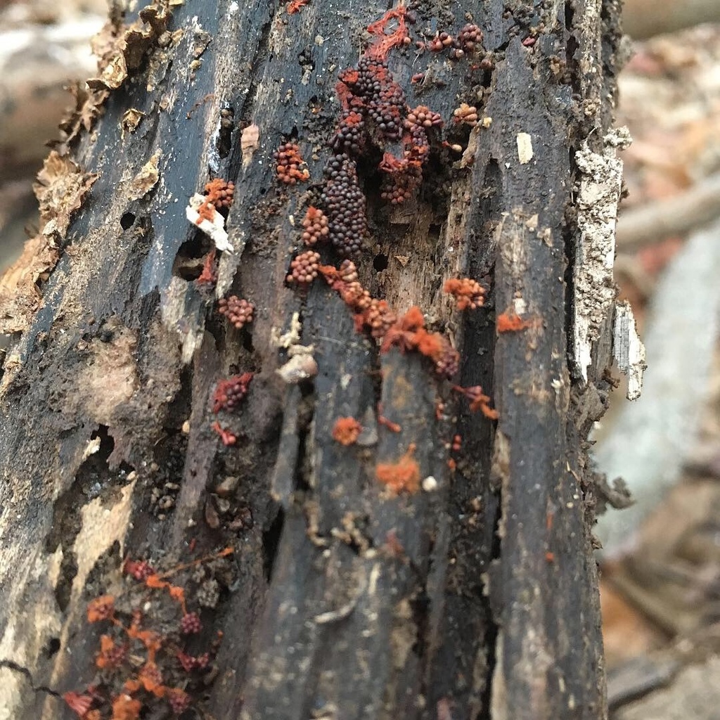 Wasp's Nest Slime Mold from 95 Twin Falls Rd, Berkeley Heights, NJ, US ...