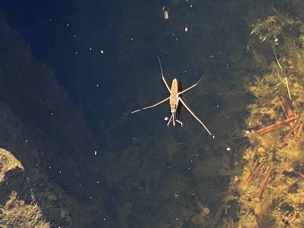North American Common Water Strider from Kaibab National Forest ...