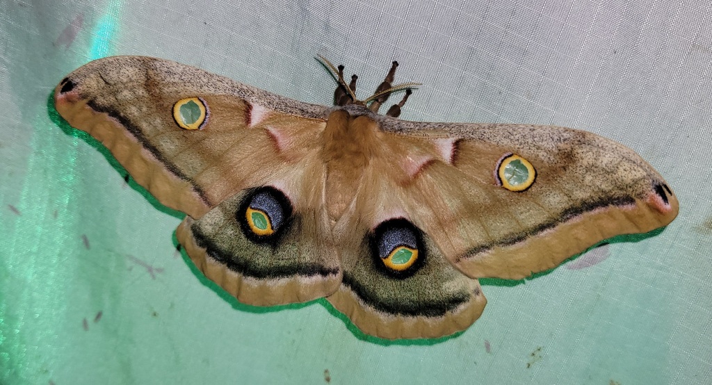 Polyphemus Moth from Sleeping Giant State Park, quarry area, New Haven ...