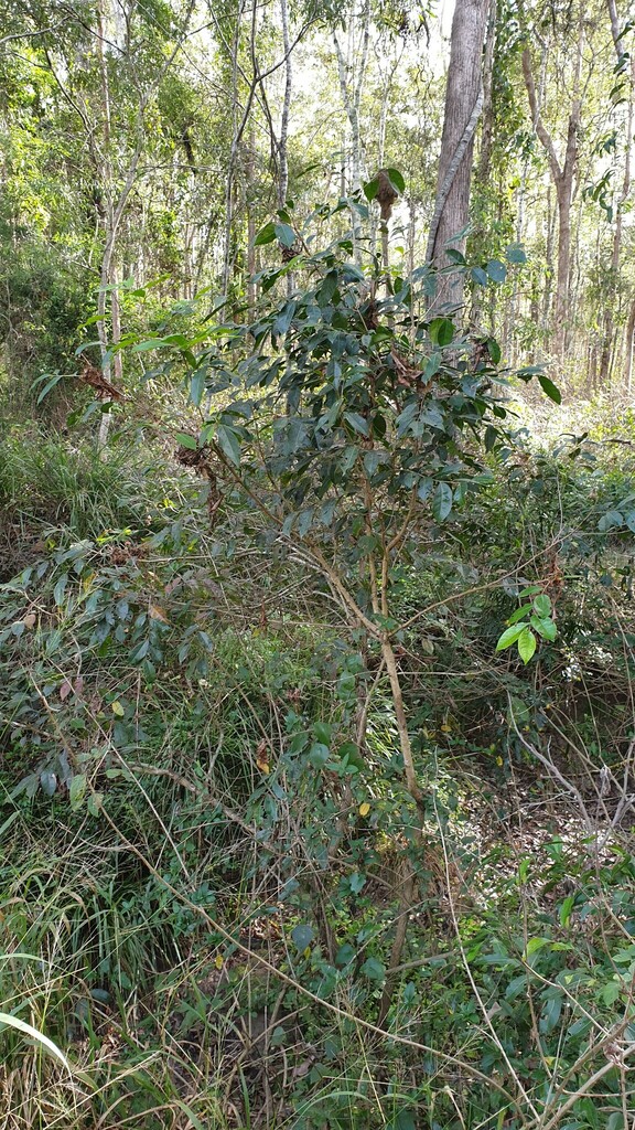 Cheese Tree in June 2019 by nswanson_ecp · iNaturalist