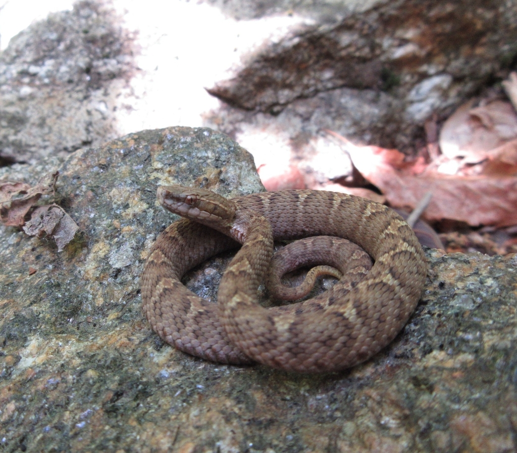 Ussuri Mamushi in May 2024 by Yucheol Shin · iNaturalist