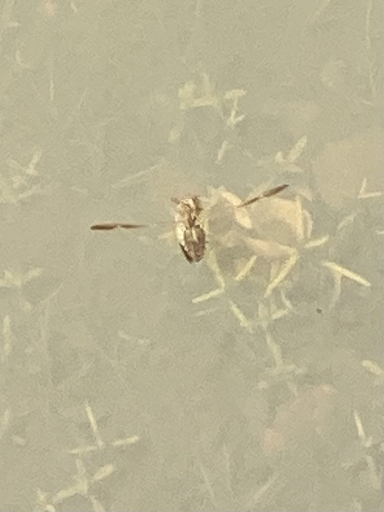 Milky Backswimmers from Coyote Tank, Williams, AZ, US on May 21, 2024 ...