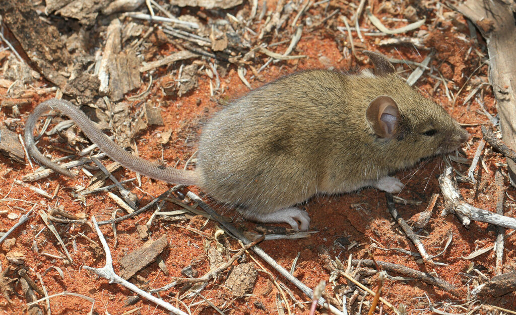 Sandy Inland Mouse from Naree Station (BHA), NSW, Australia on ...